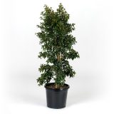 Lilly Pilly Straight and Narrow - Plants for Spaces