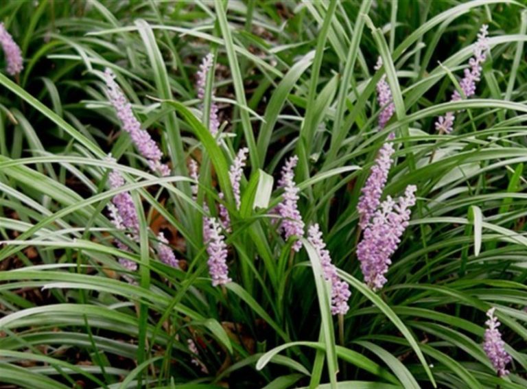 Liriope Samantha (Tighter Growth, Softer Appearance) - Plants for Spaces