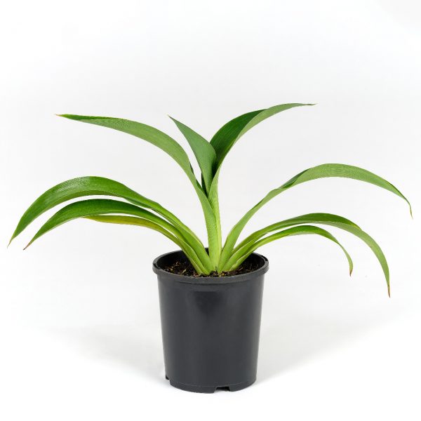 New Zealand Rock Lily - Plants for Spaces