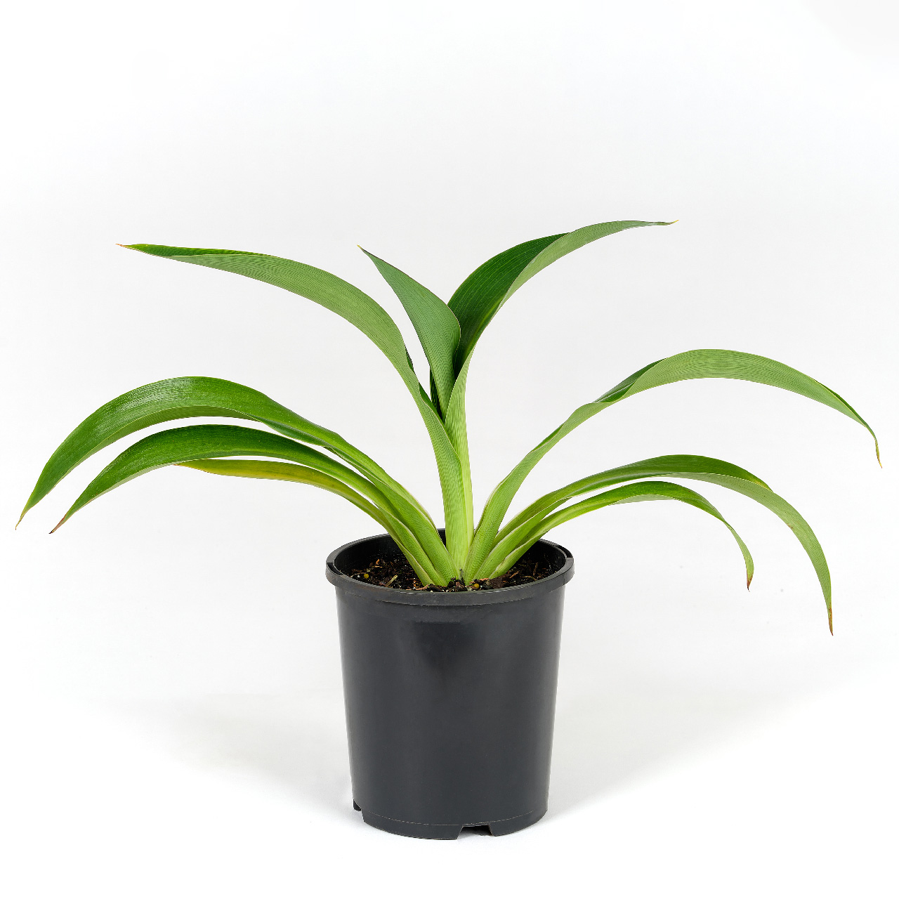 New Zealand Rock Lily - Plants for Spaces