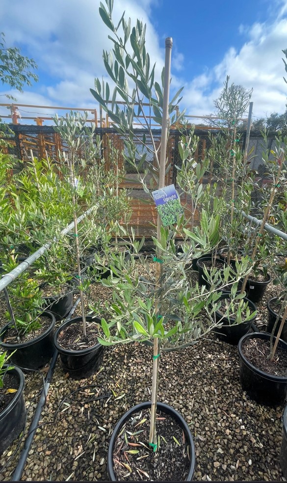 Olive Tolleys Upright - Plants for Spaces
