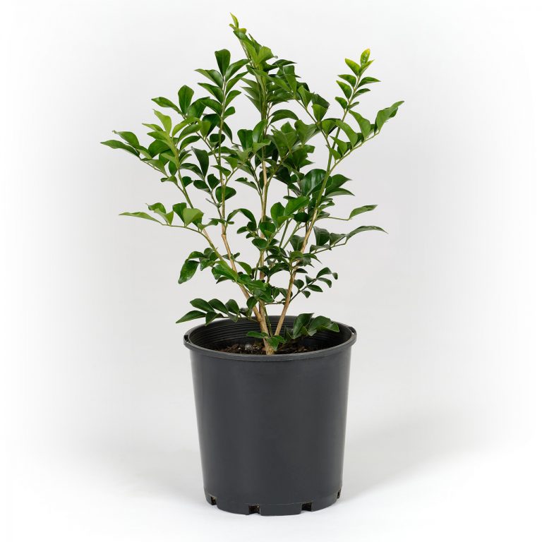 Orange Jessamine - Plants for Spaces