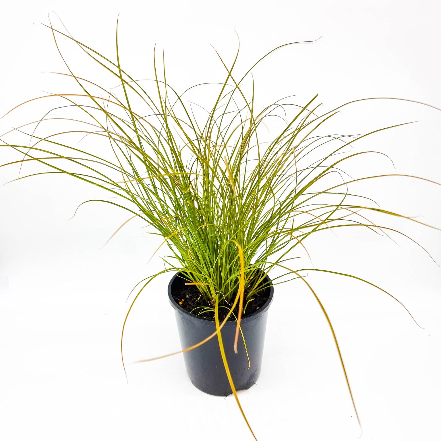 Grasses, Strappy & Tufting - Plants for Spaces