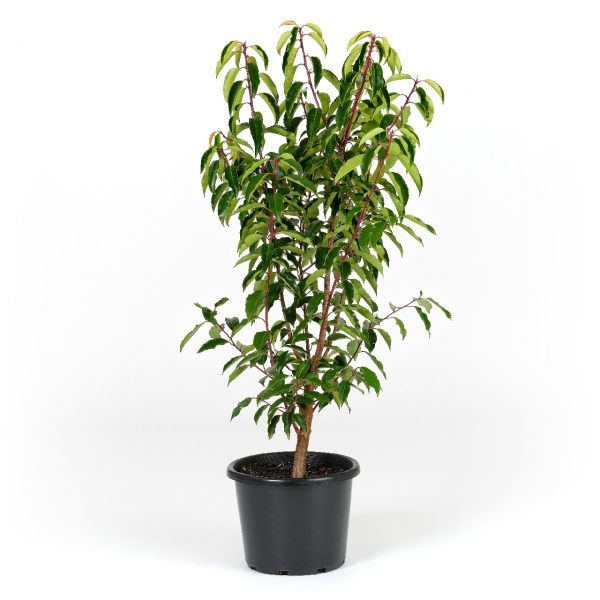 Portuguese Laurel - Plants for Spaces