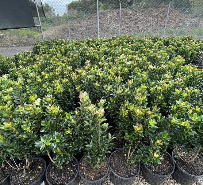 Indian Hawthorn Snow Maiden - Plants for Spaces