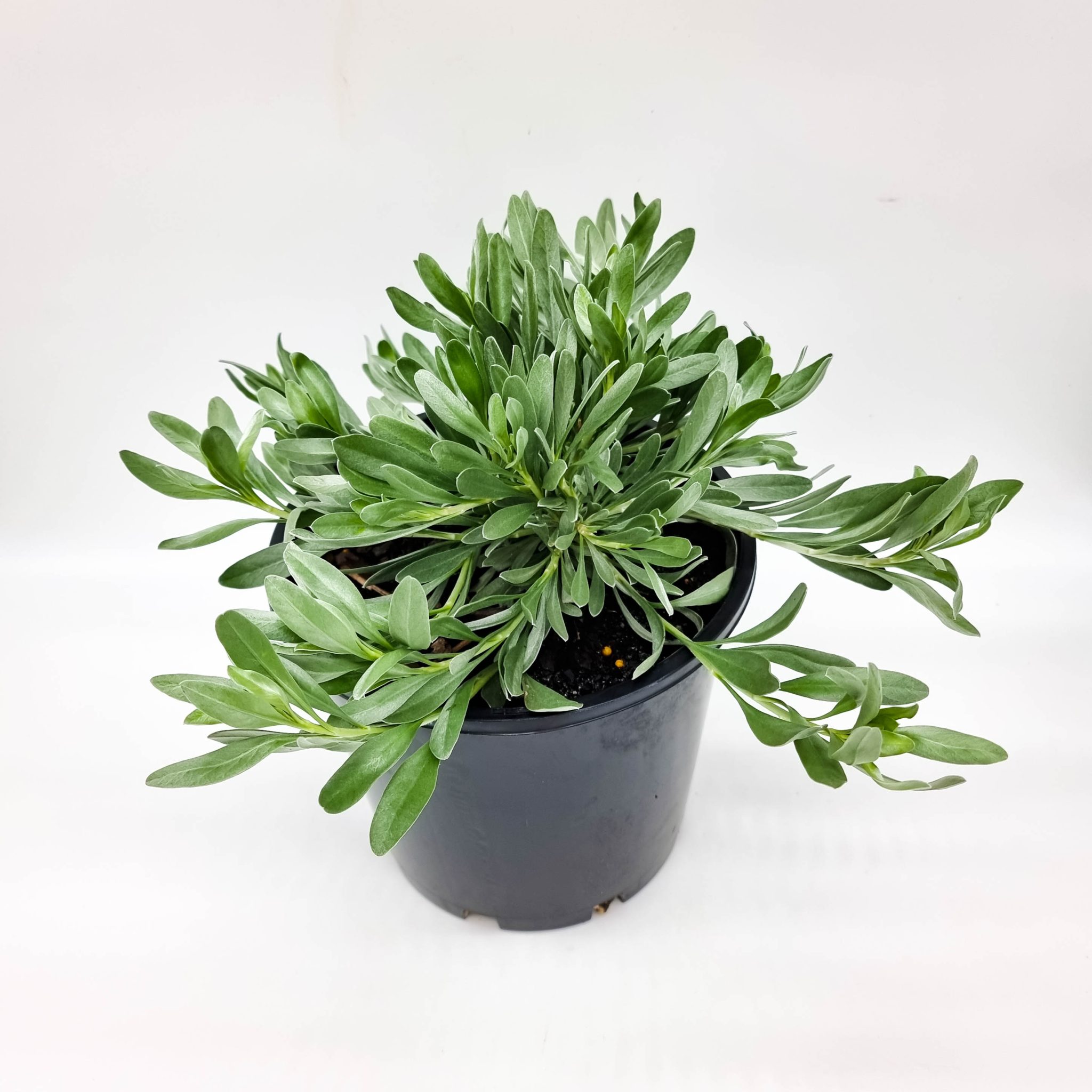 Silver Bush - Plants for Spaces