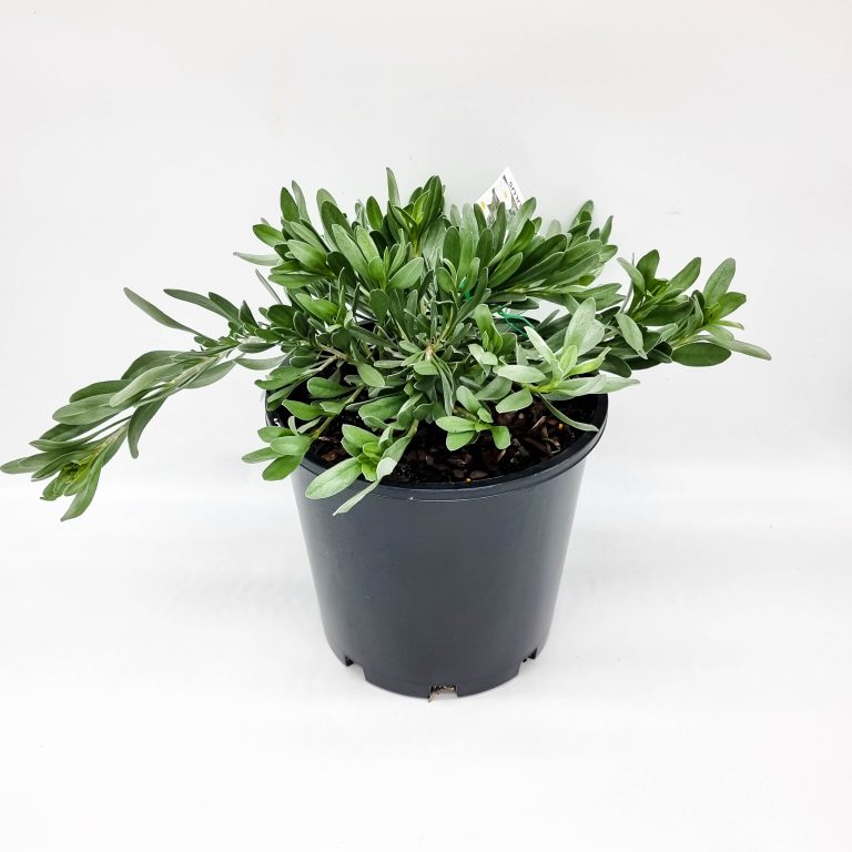 Silver Bush - Plants for Spaces