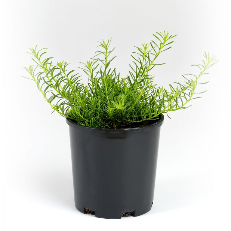 Myoporum - Plants for Spaces