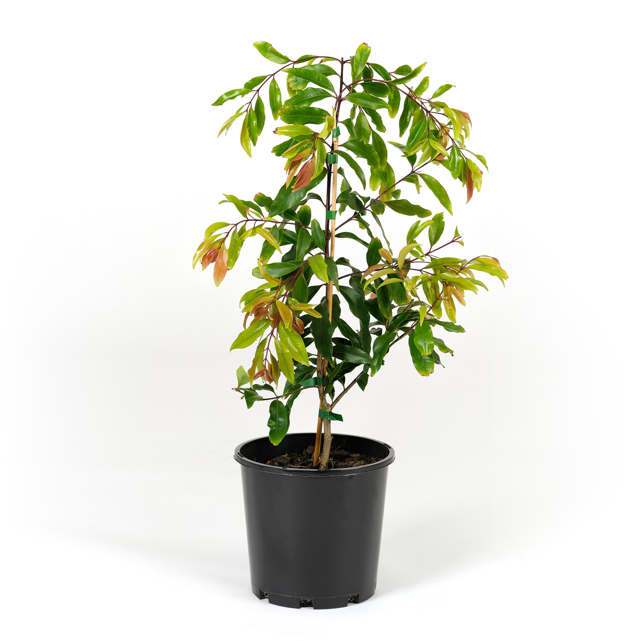 Lilly Pilly Weeping - Plants for Spaces