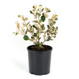 Australian Native Hedge Plants for Screening | Plants for Spaces