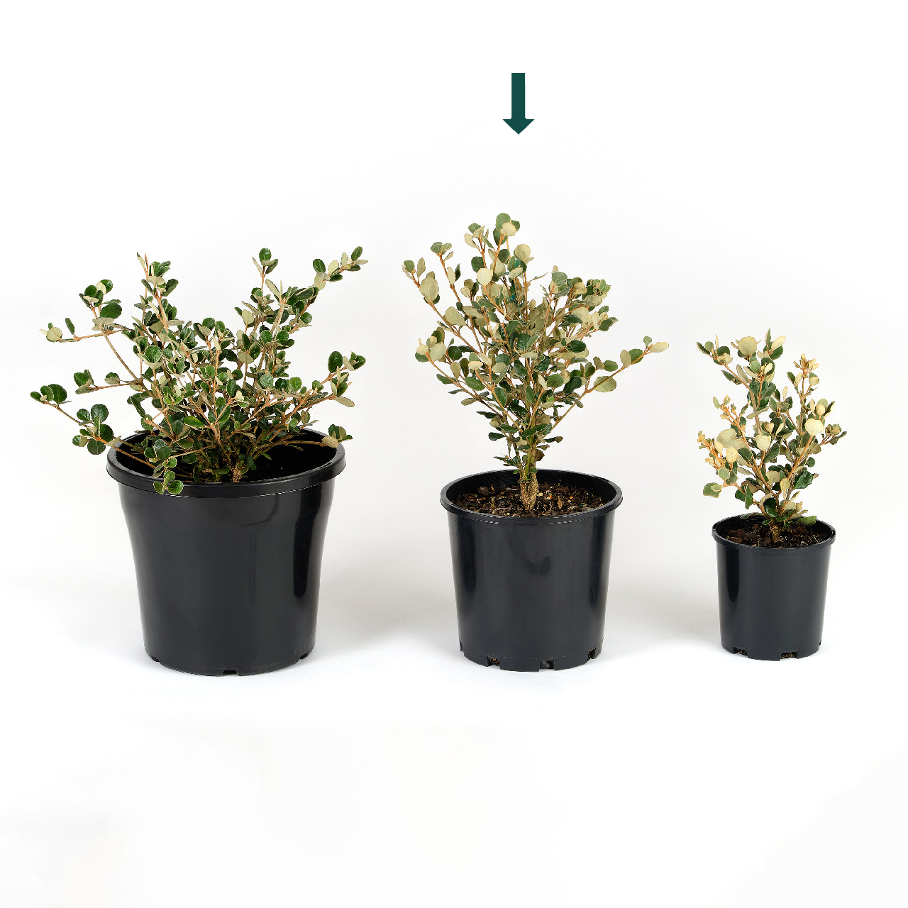 Correa White - Plants for Spaces