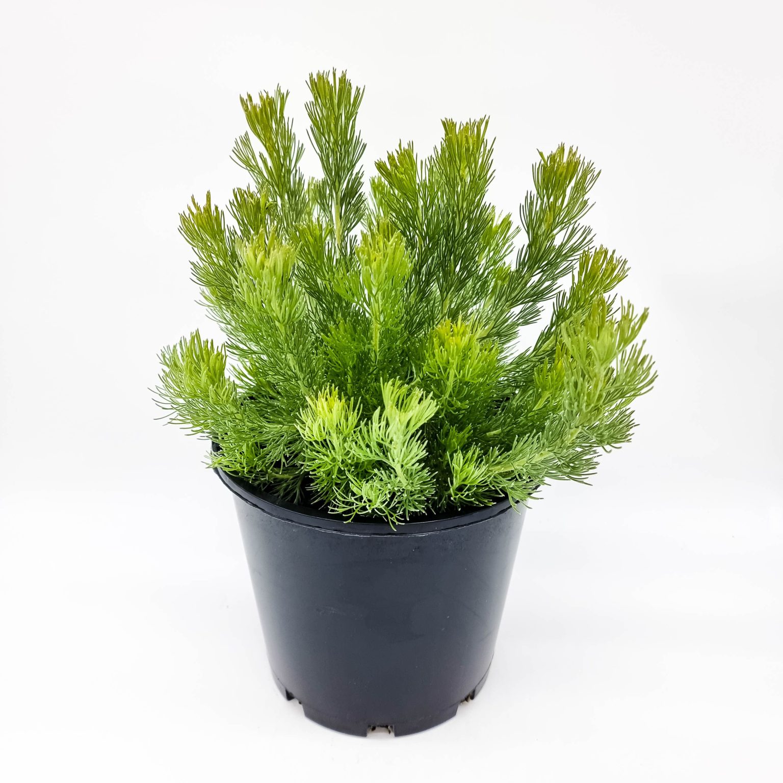 Woolly Bush - Plants for Spaces