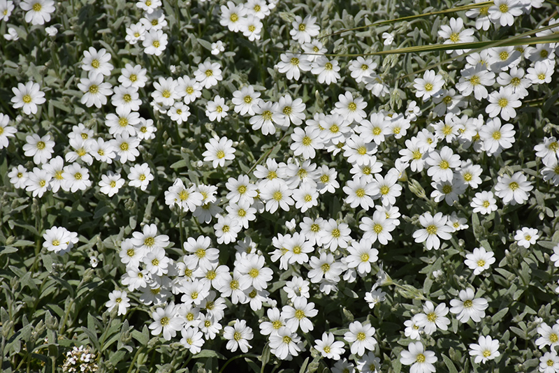 Cerastium Snow In Summer - Plants for Spaces