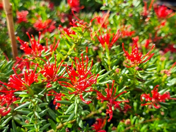 Grevillea - Plants for Spaces