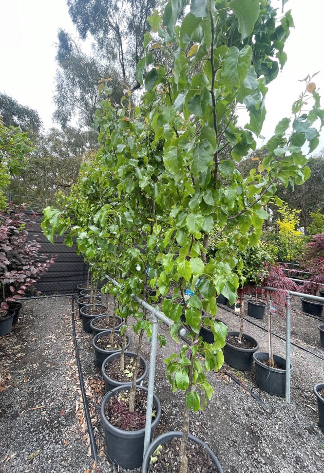 Ornamental Pear Capital - Plants for Spaces