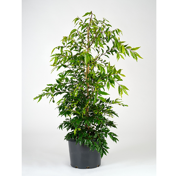 Lilly Pilly Weeping - Plants for Spaces