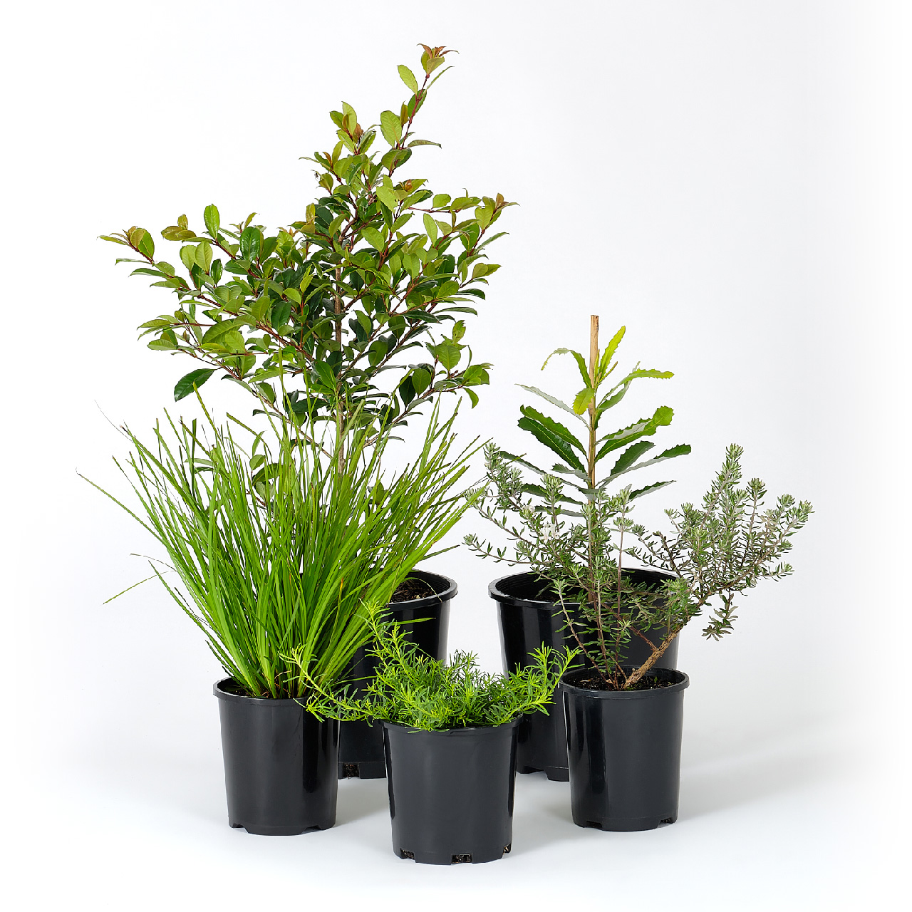 Native Garden Packages - Plants for Spaces