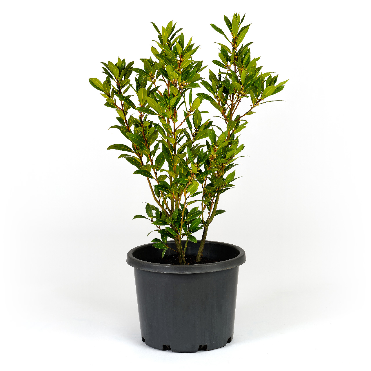 Bay Tree - Plants for Spaces