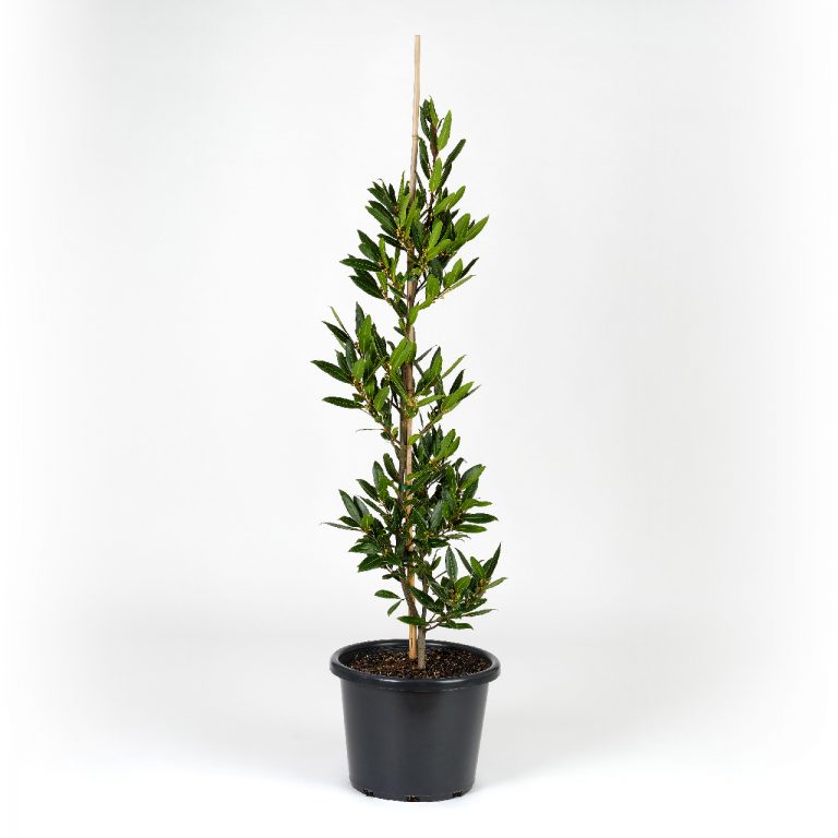 Bay Tree - Plants for Spaces