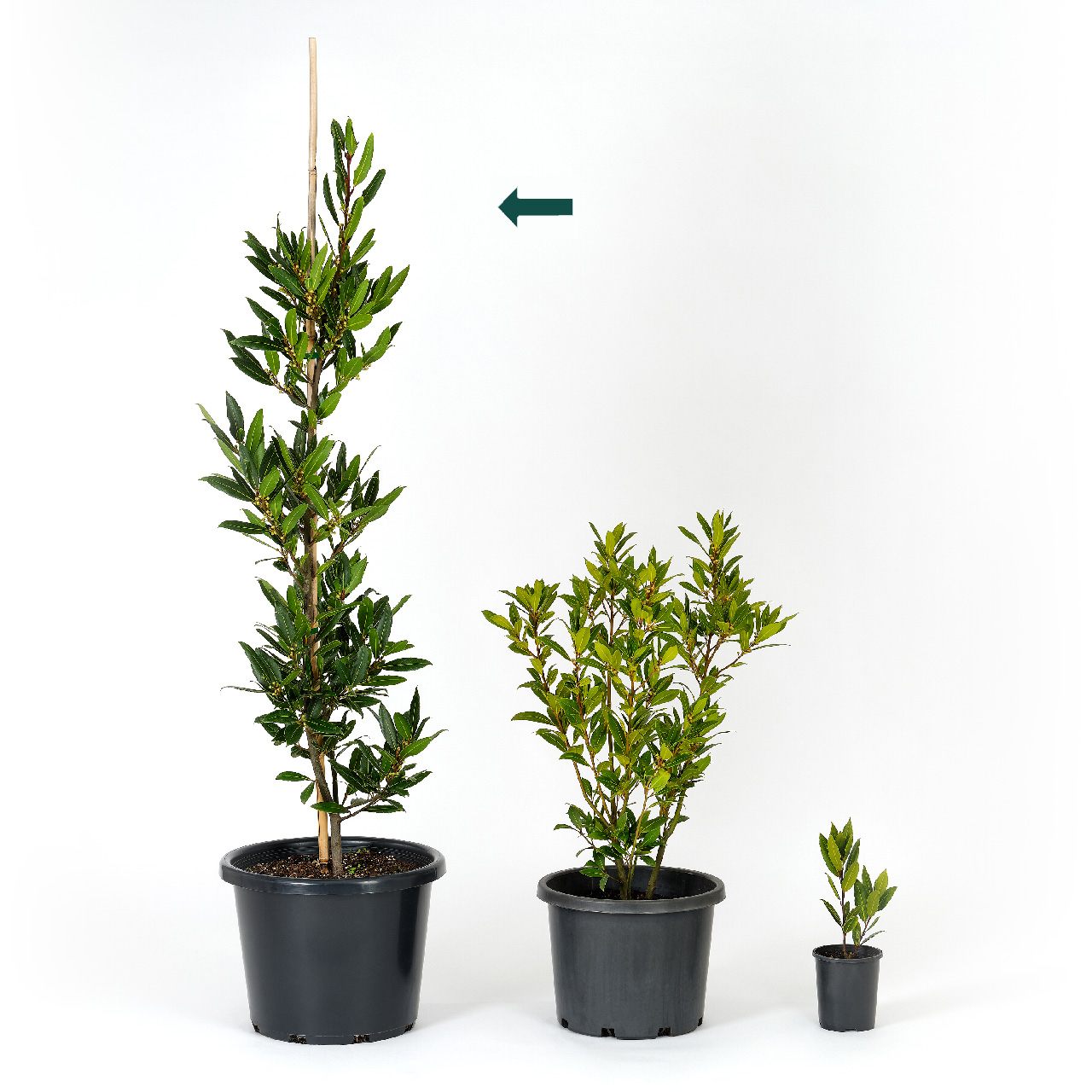 Bay Tree - Plants for Spaces