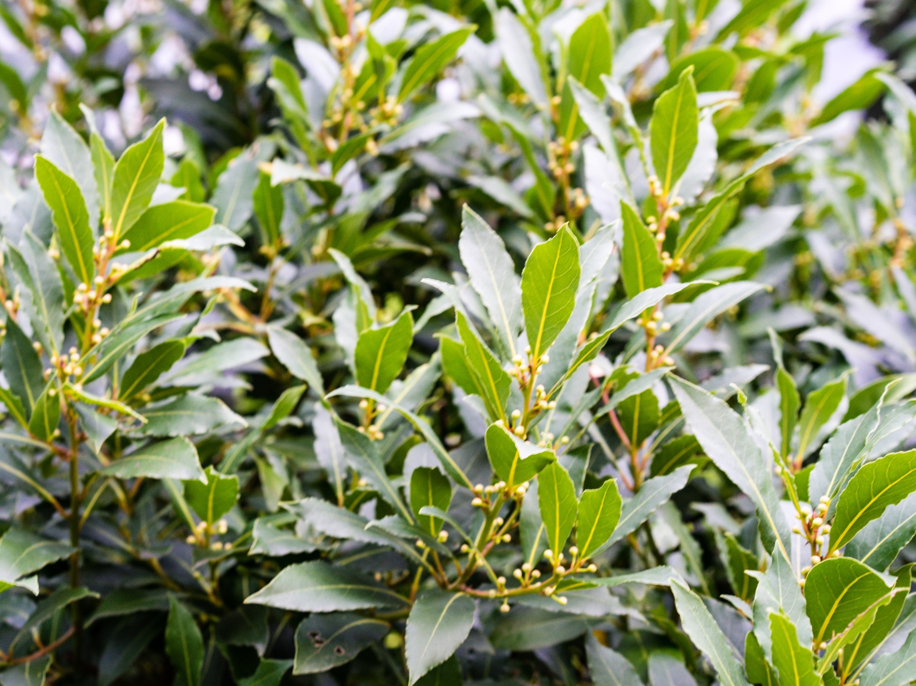 Bay Tree - Plants for Spaces