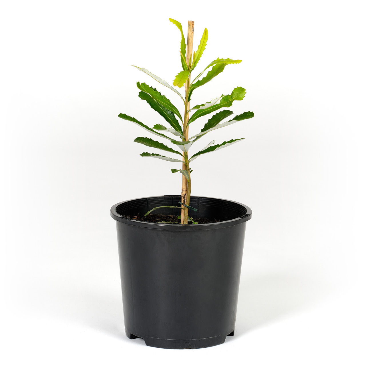 Native Trees for Sale Melbourne | Plants for Spaces