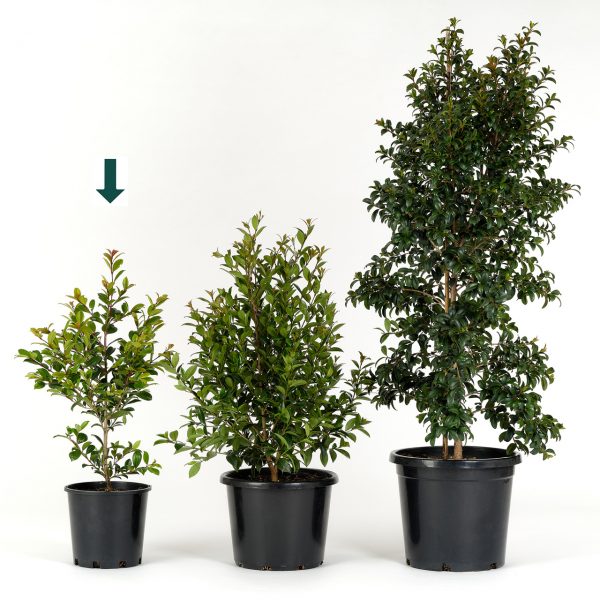 Lilly Pilly Resilience - Plants for Spaces