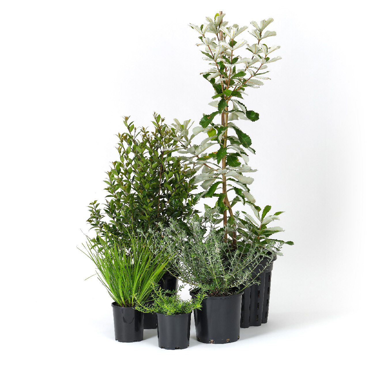 Native Garden Packages - Plants for Spaces