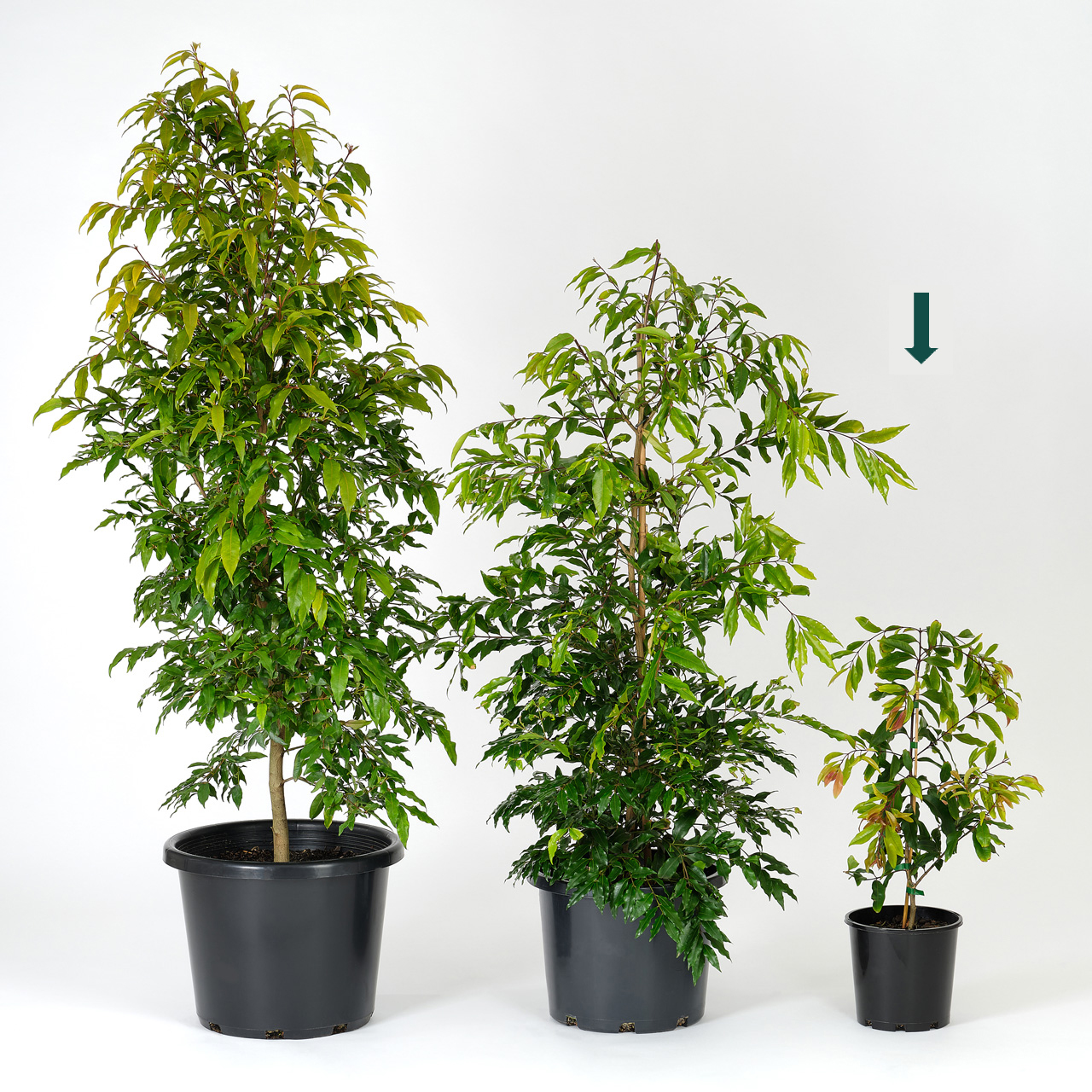 Lilly Pilly Weeping - Plants for Spaces