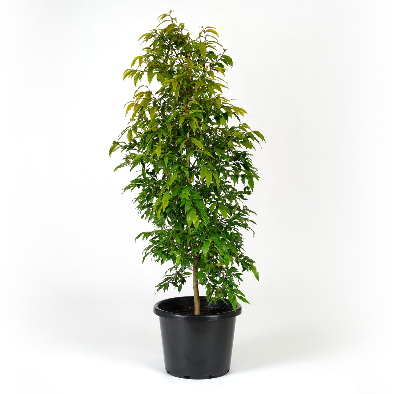 Lilly Pilly Weeping - Plants for Spaces