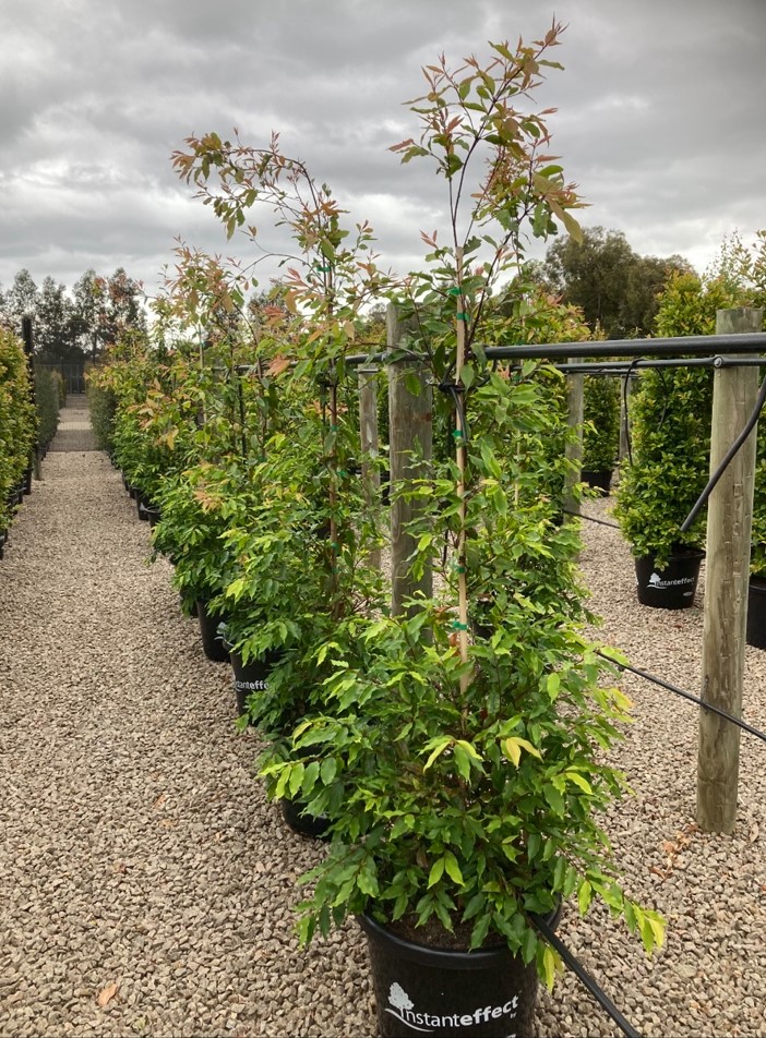 Lilly Pilly Weeping - Plants for Spaces