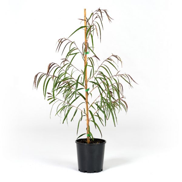 Willow Myrtle Burgundy - Plants for Spaces