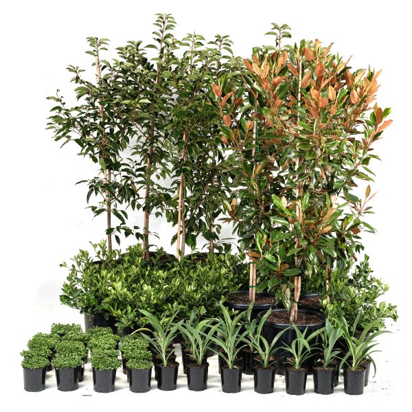 Free Garden Plans - Plants for Spaces
