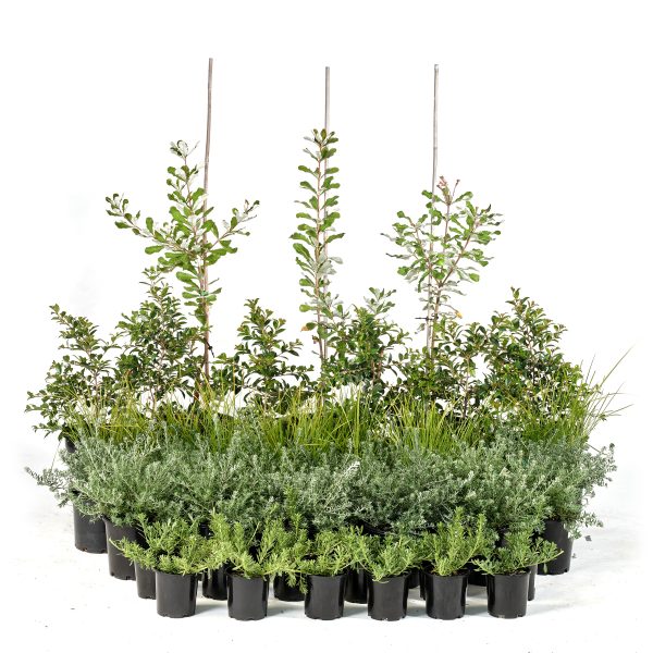 Harpley Estate - Plants for Spaces