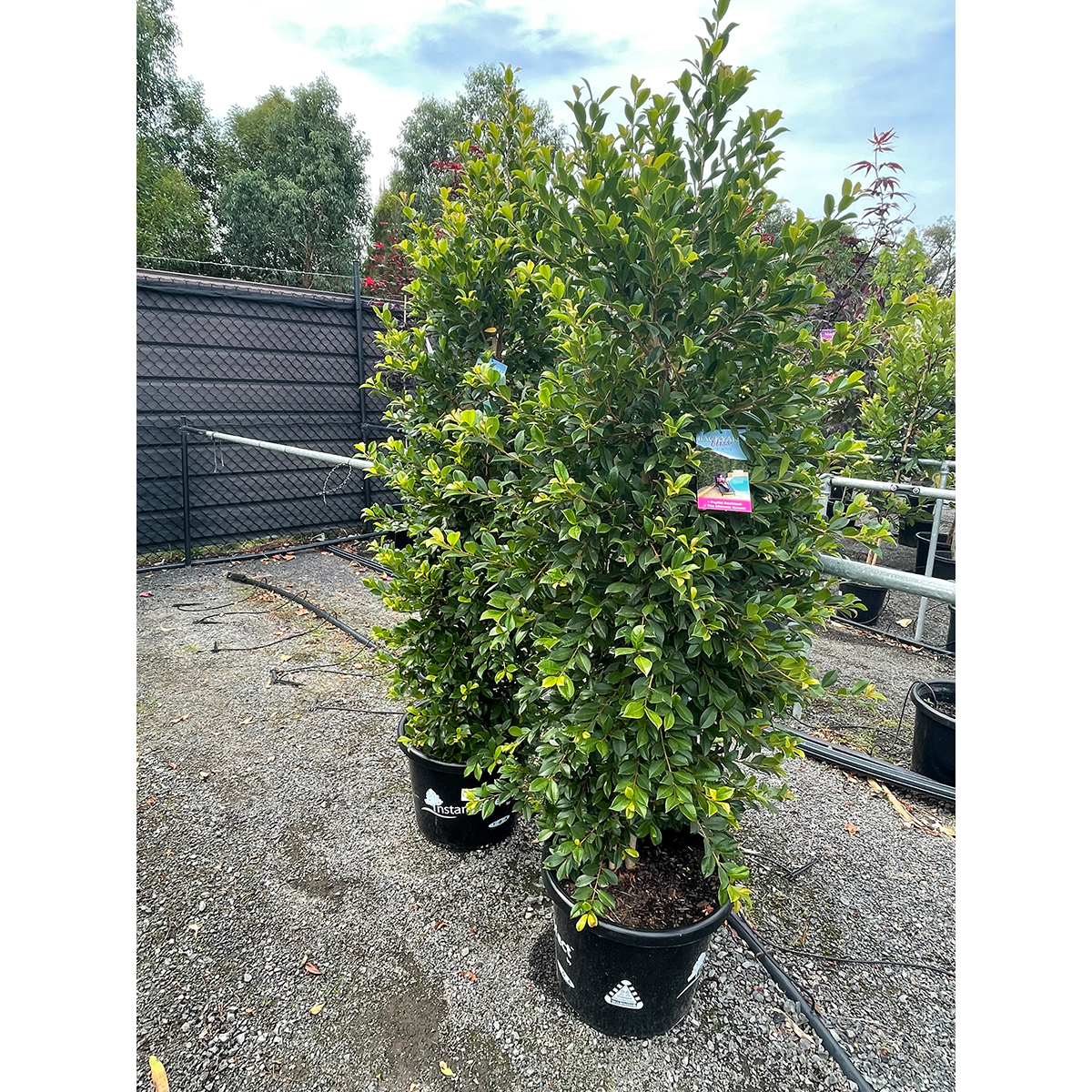 Lilly Pilly Backyard Bliss - Plants for Spaces