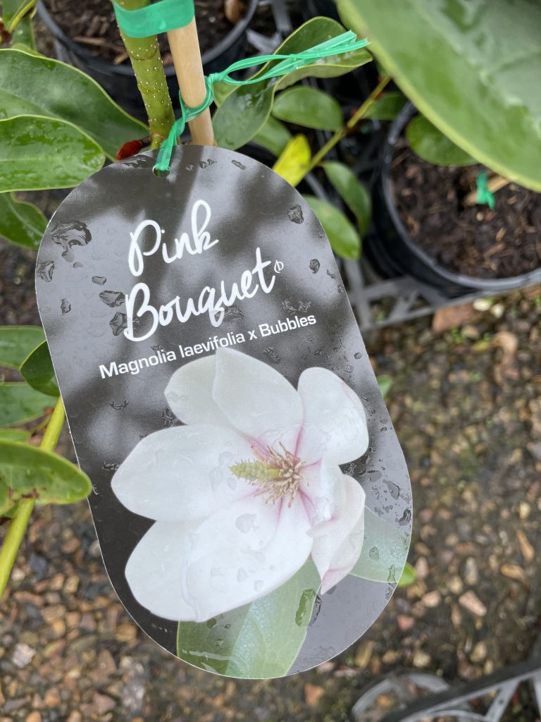 Magnolia laevifolia Bubbles - Plants for Spaces