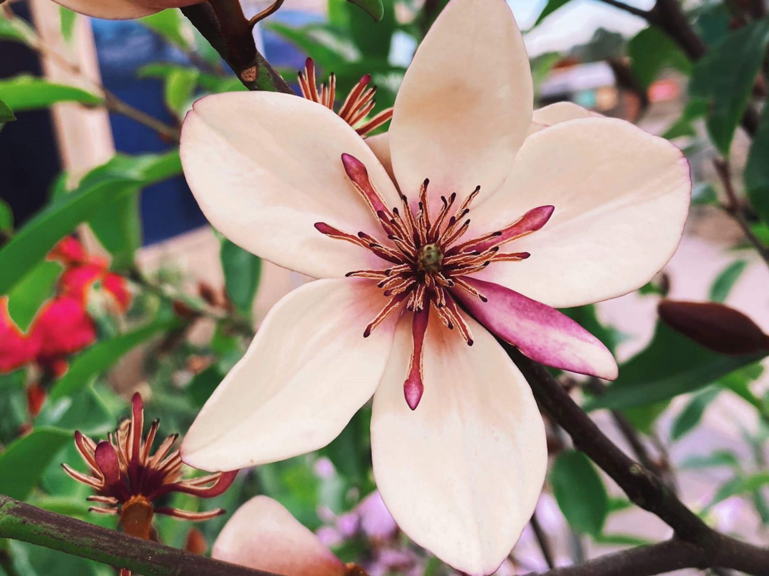 Magnolia White Caviar (Perfumed, Creamy, Tulip-like Flowers) - Plants ...