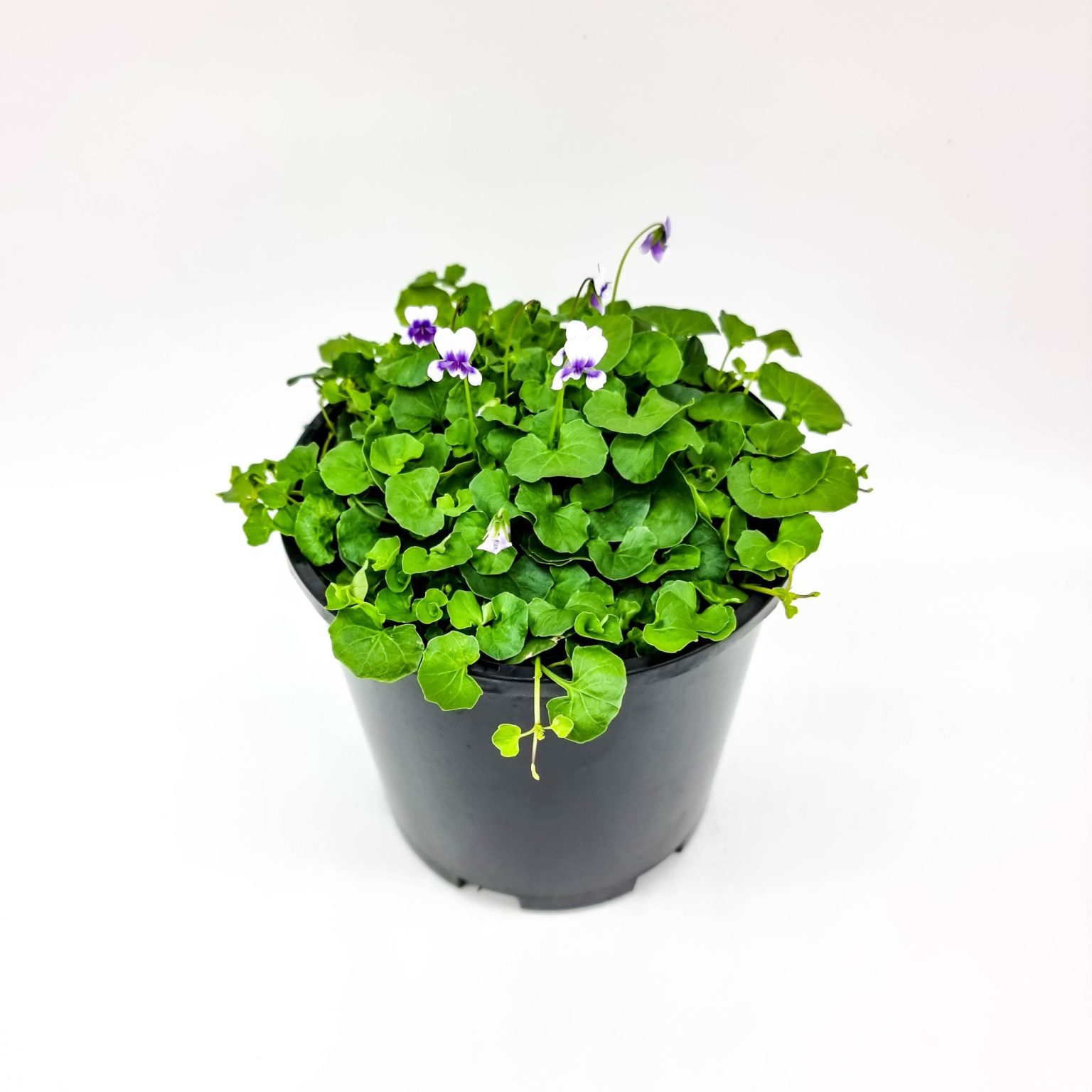 Shop For Plants Online in Melbourne | Plants for Spaces