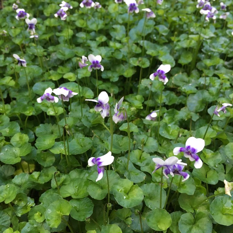 Native Violet - Plants for Spaces