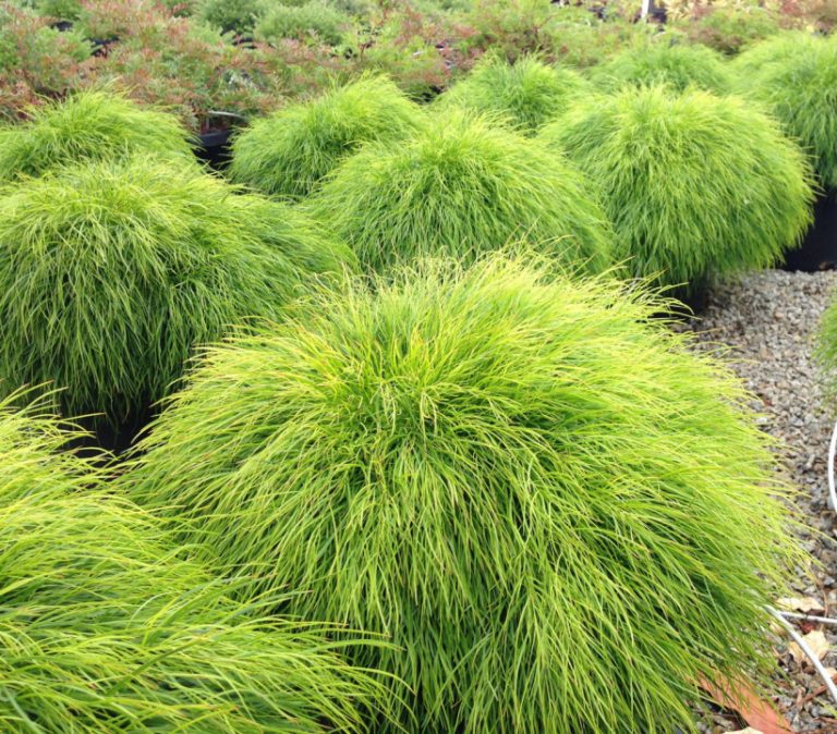 Acacia Mini Cog - Plants for Spaces