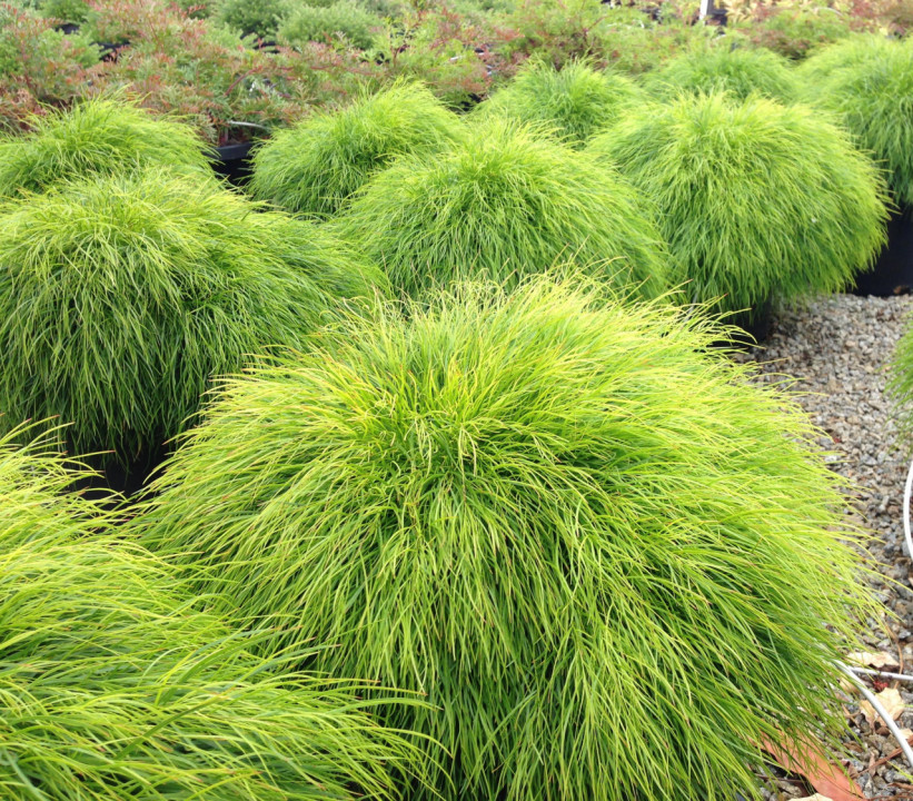 Acacia Mini Cog - Plants for Spaces