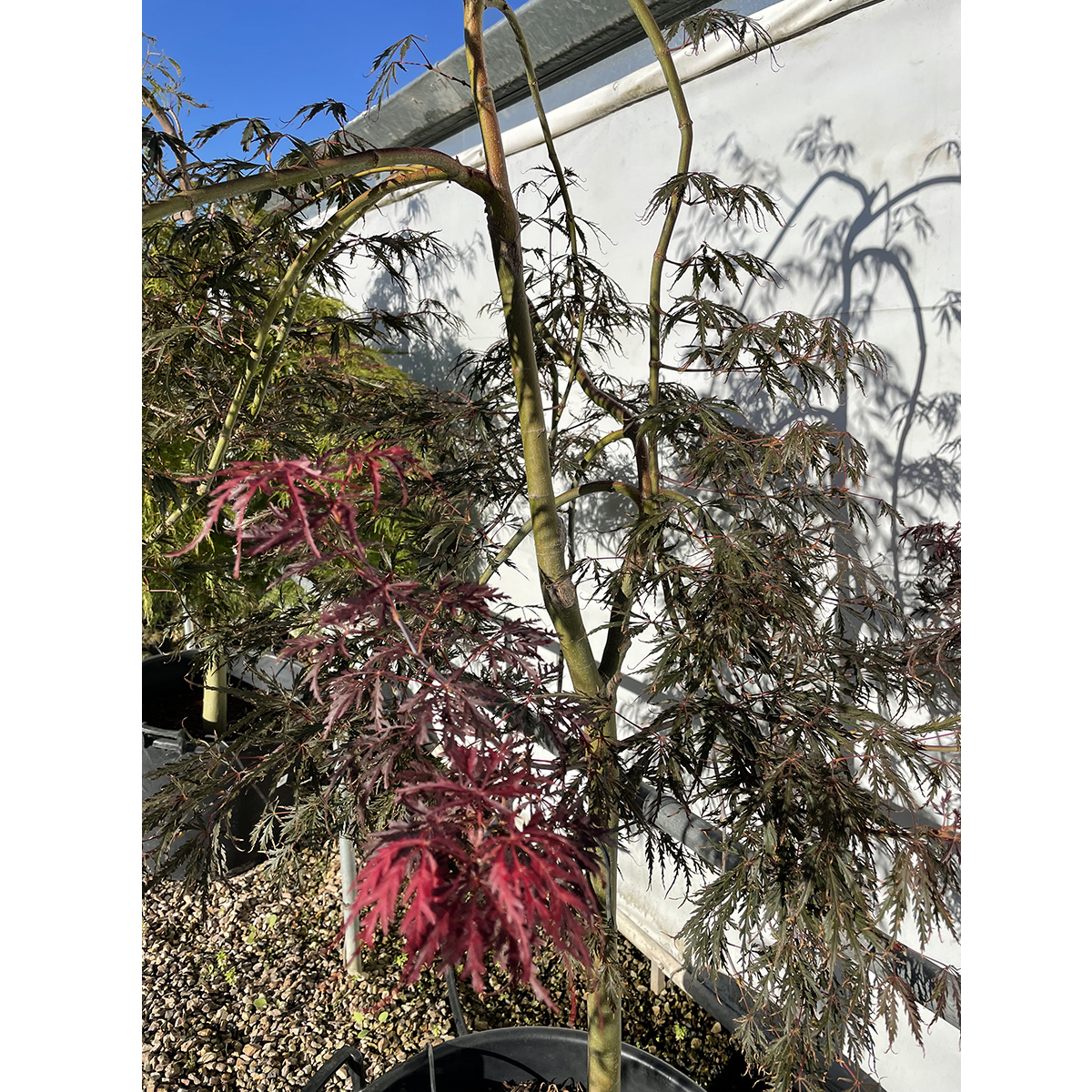 Weeping Japanese Maple Inaba Shidare - Plants for Spaces