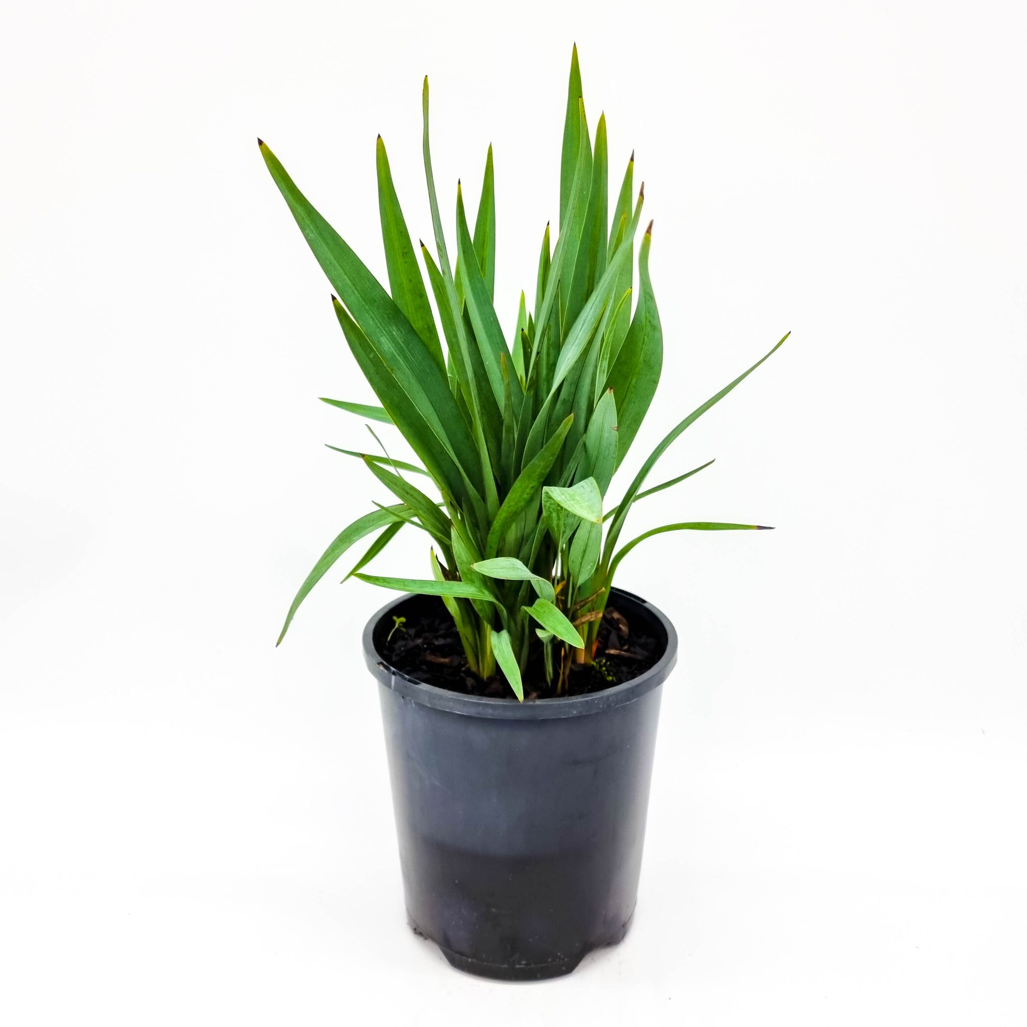 Grasses, Strappy & Tufting - Plants for Spaces