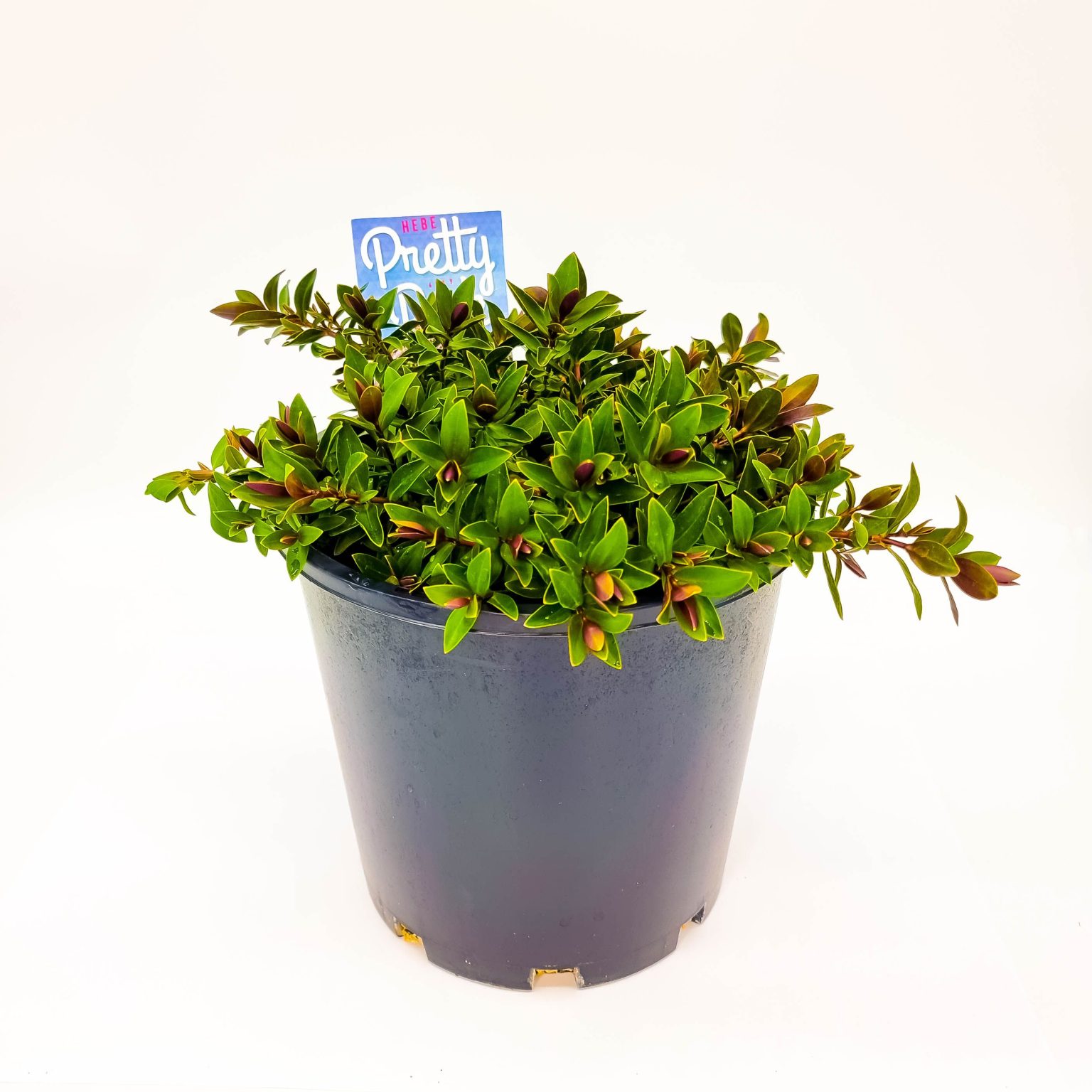 Hebe Pretty N Pink - Plants for Spaces