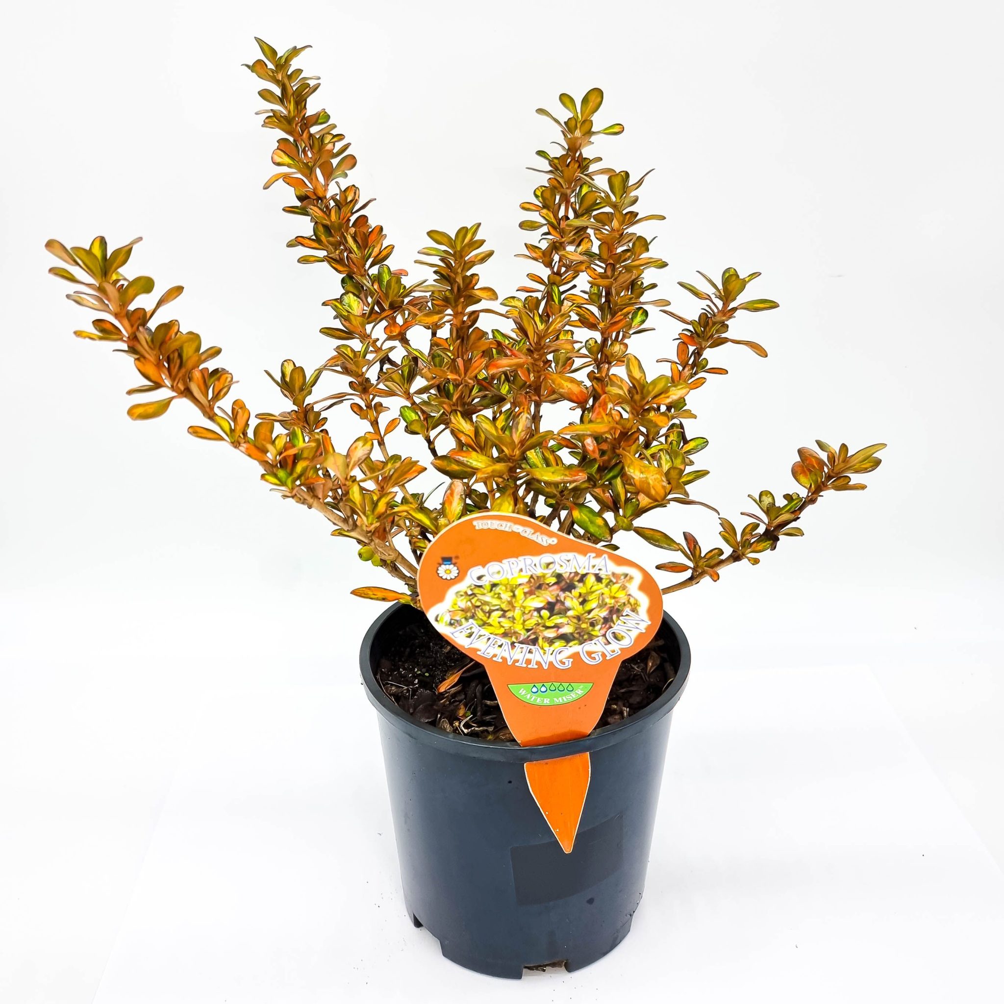 Mirror Bush Evening Glow - Plants for Spaces