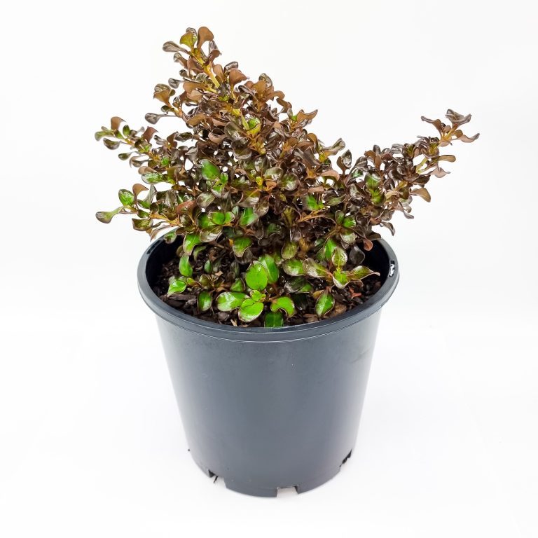 Mirror Bush Karo Red - Plants for Spaces