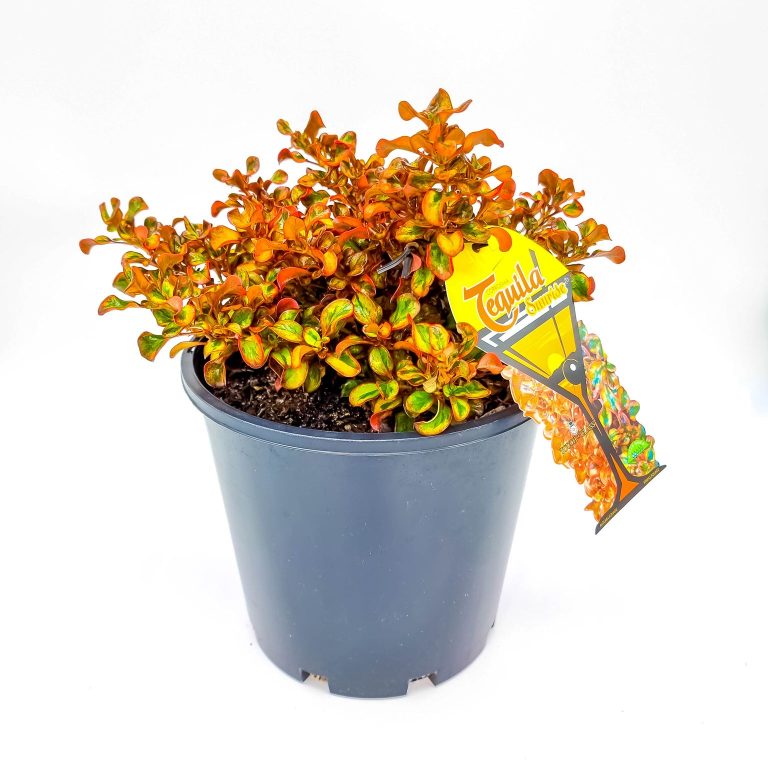 Mirror Bush Tequila Sunrise - Plants for Spaces