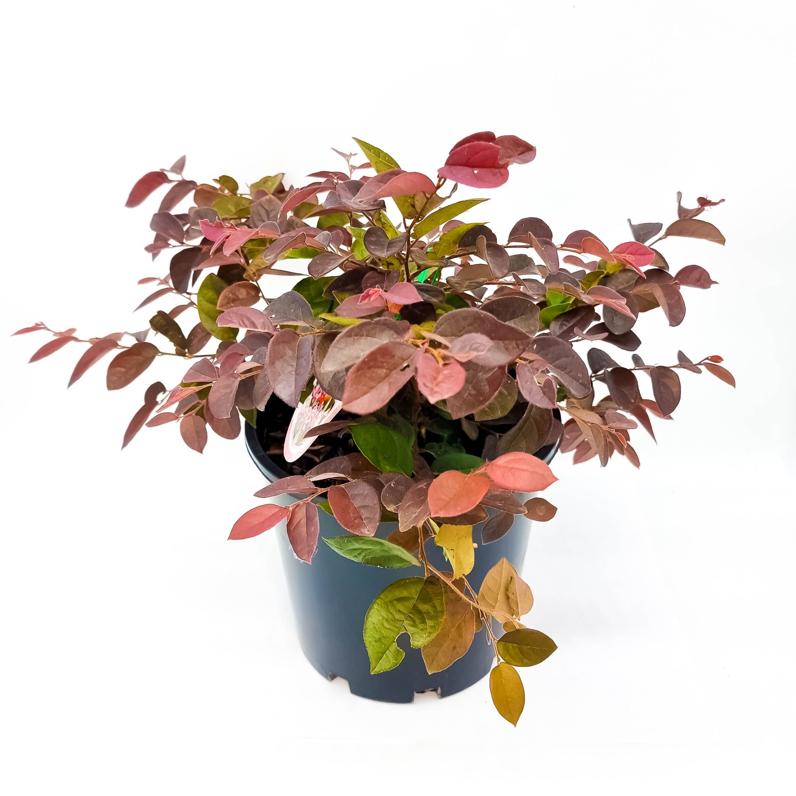 Chinese Fringe Flower Pink - Plants for Spaces