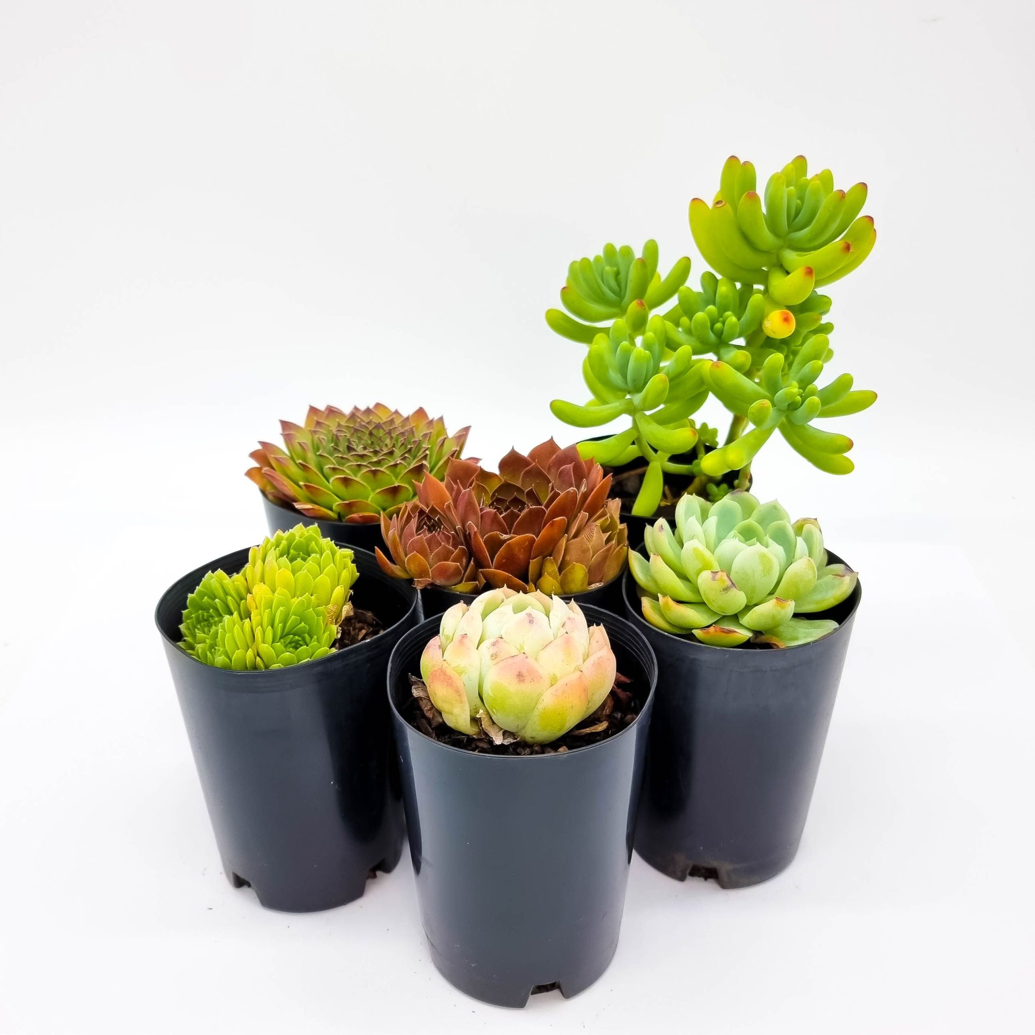 Succulents Assorted - Plants for Spaces