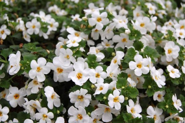 Bacopa White - Plants for Spaces